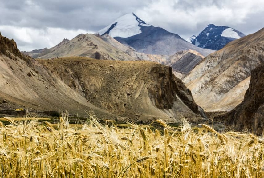 Markha Valley Trek | Altitude Adventure India